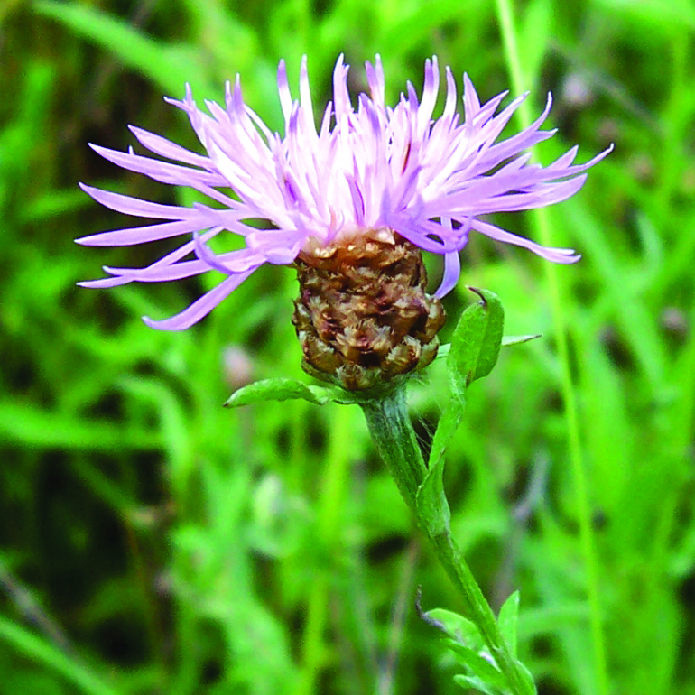 Centaurea · Earth@Home: Biodiversity