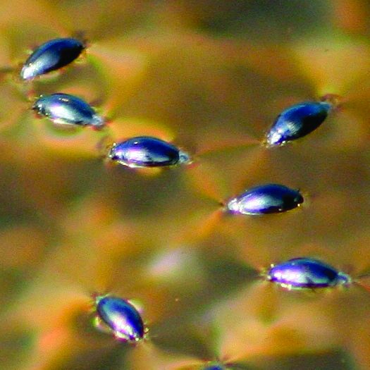 Dineutus · Earth@Home: Biodiversity