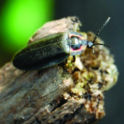 Photuris · Earth@Home: Biodiversity