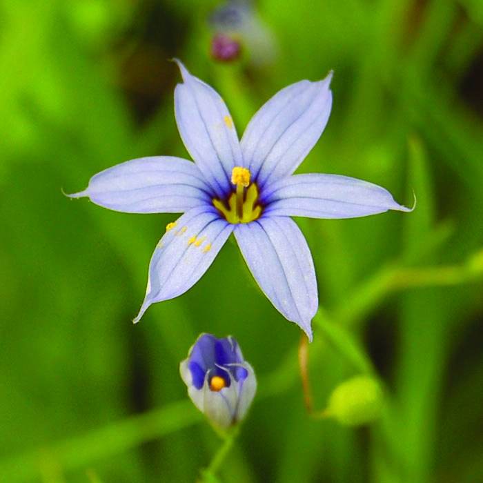 Sisyrinchium · Earth@Home: Biodiversity