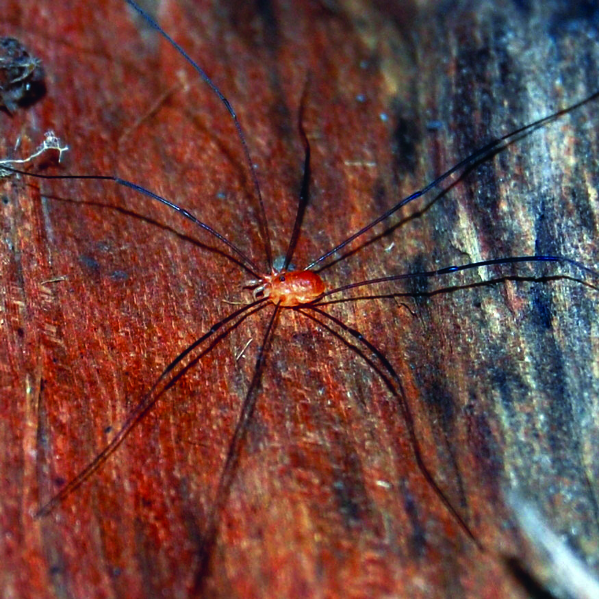 Opiliones · Earth@Home: Biodiversity