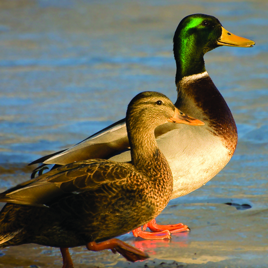 Anas platyrhynchos · Earth@Home: Biodiversity