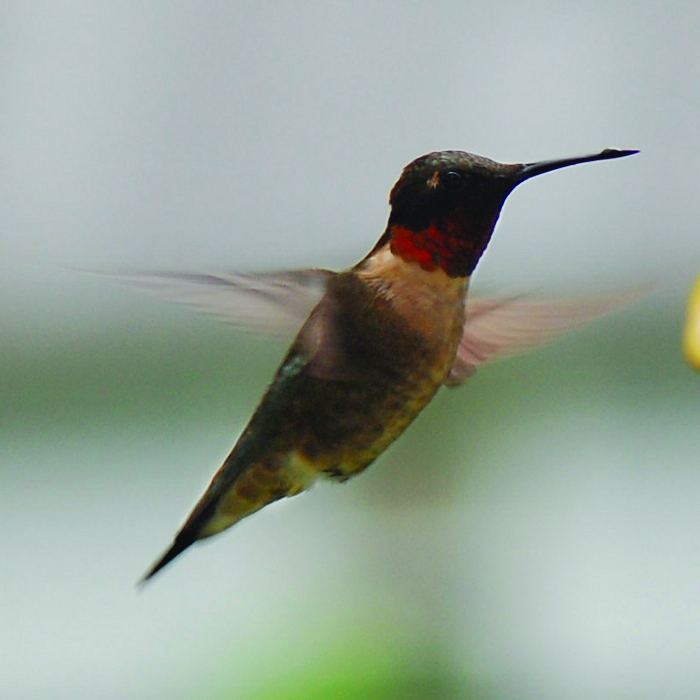 Archilochus colubris · Earth@Home: Biodiversity