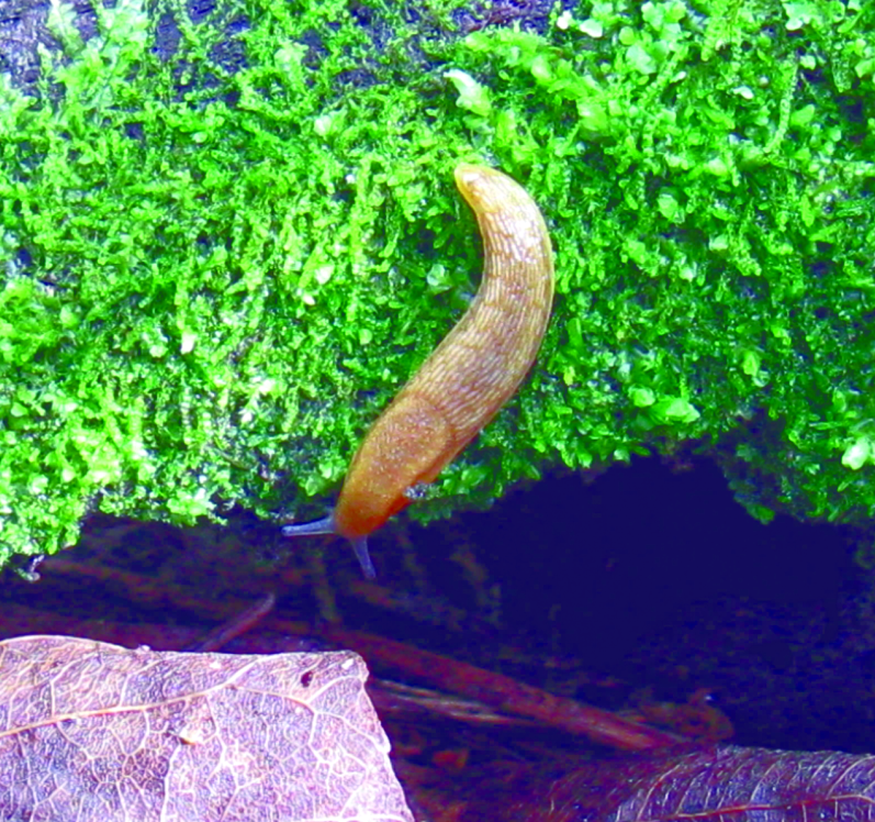 Arion subfuscus · Earth@Home: Biodiversity