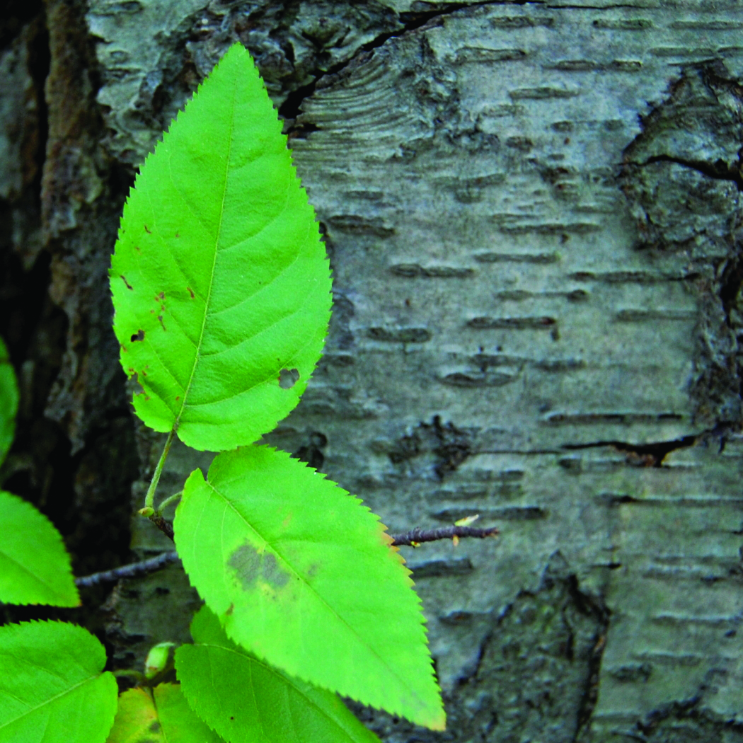 Betula lenta · Earth@Home: Biodiversity