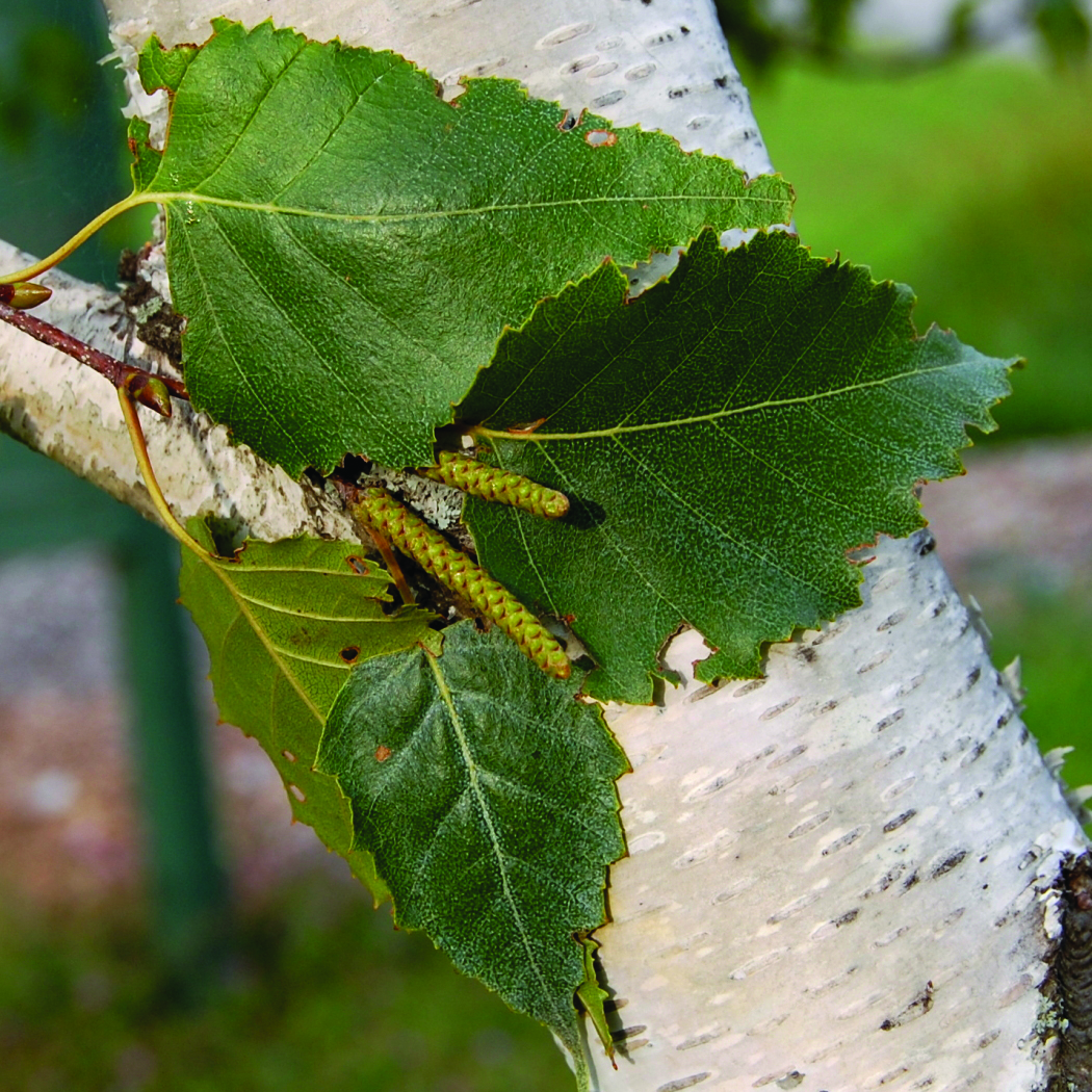 Hoja De Betula Papyrifera
