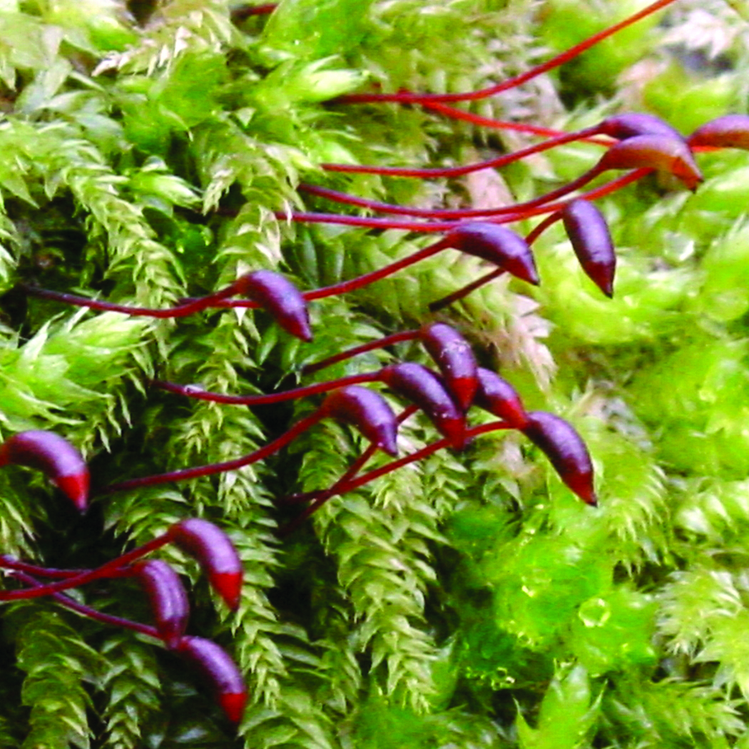 Brachythecium rutabulum · Earth@Home: Biodiversity