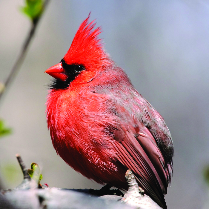 Cardinalis cardinalis · Earth@Home: Biodiversity