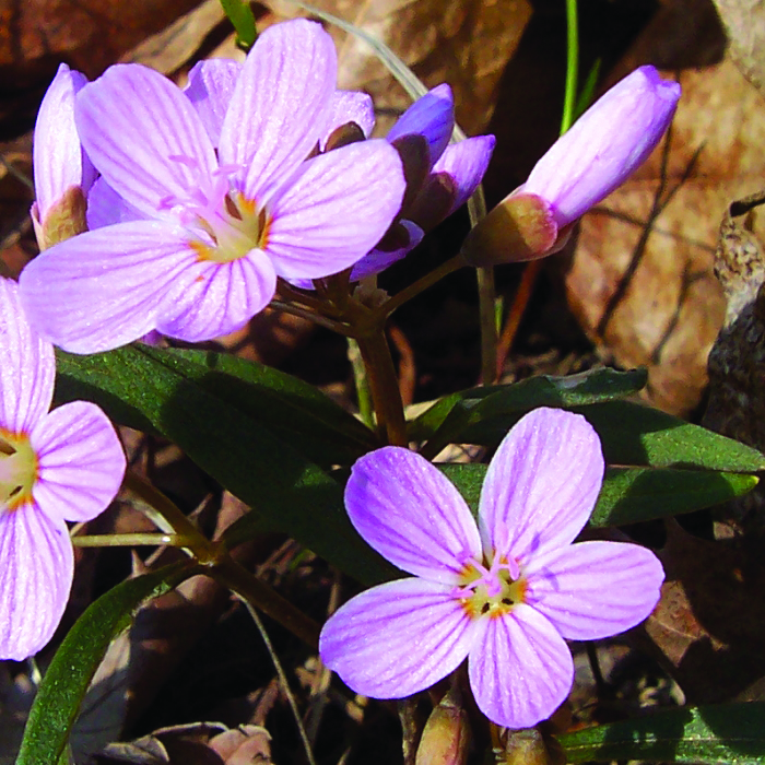Claytonia virginica · Earth@Home: Biodiversity