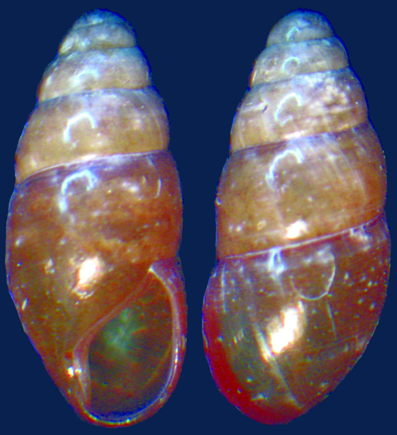 Cochlicopa lubrica · Earth@Home: Biodiversity