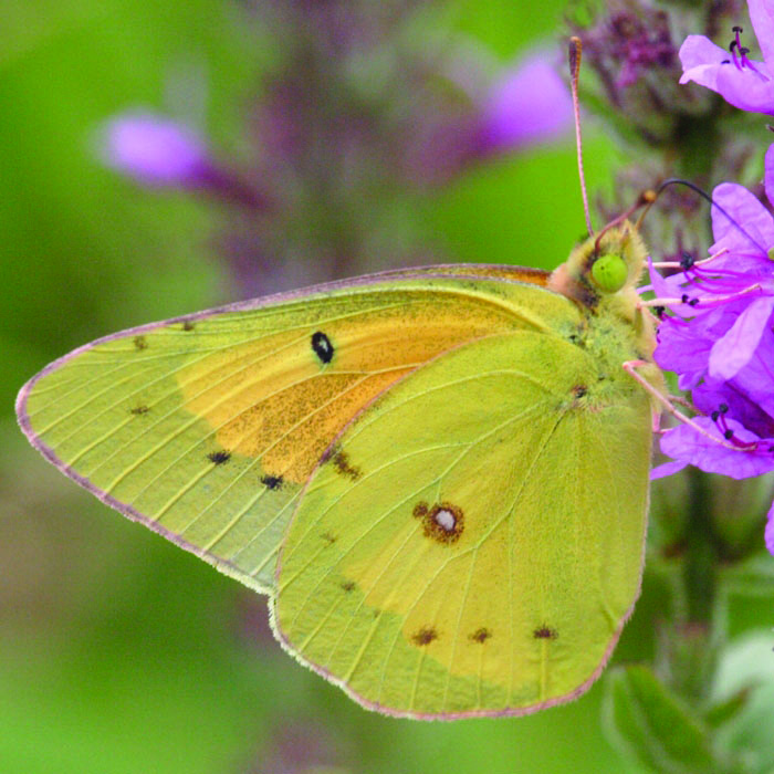 Colias eurytheme · Earth@Home: Biodiversity