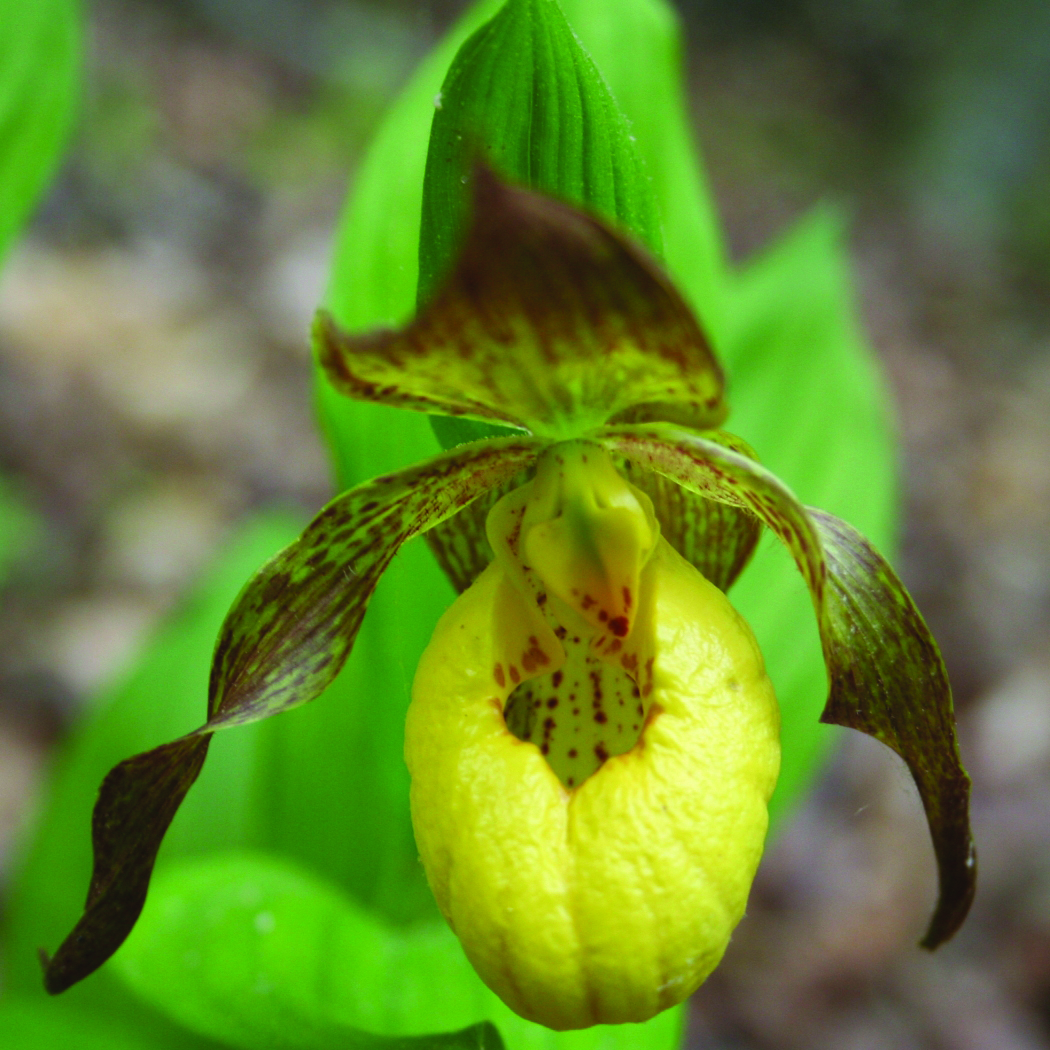 Cypripedium parviflorum · Earth@Home: Biodiversity
