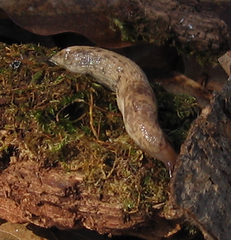 Deroceras reticulatum · Earth@Home: Biodiversity