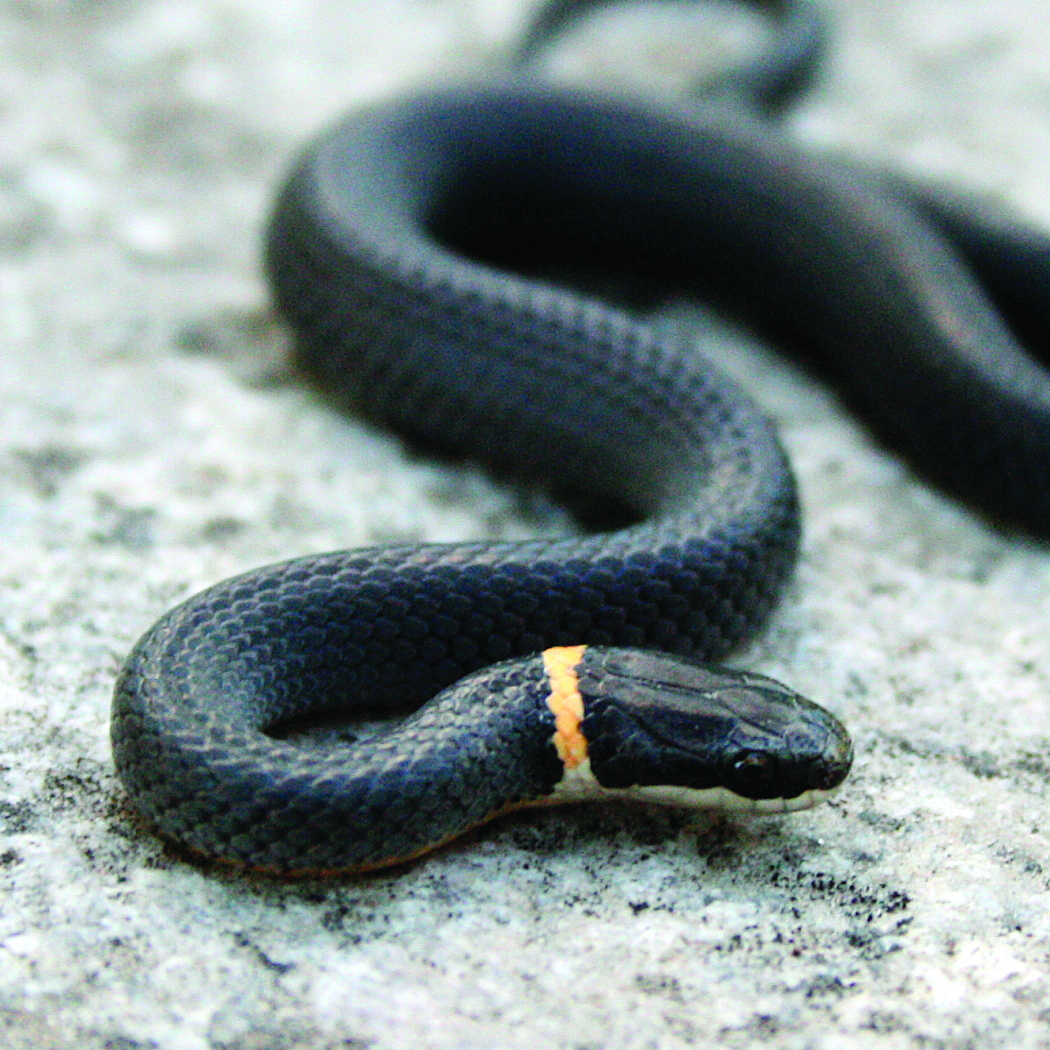 Diadophis punctatus edwardsii · Earth@Home: Biodiversity