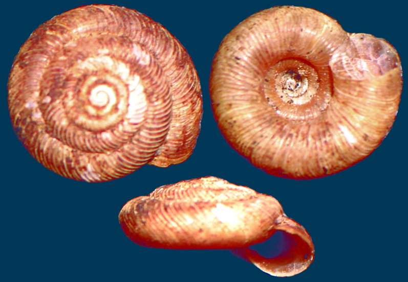 Discus patulus · Earth@Home: Biodiversity