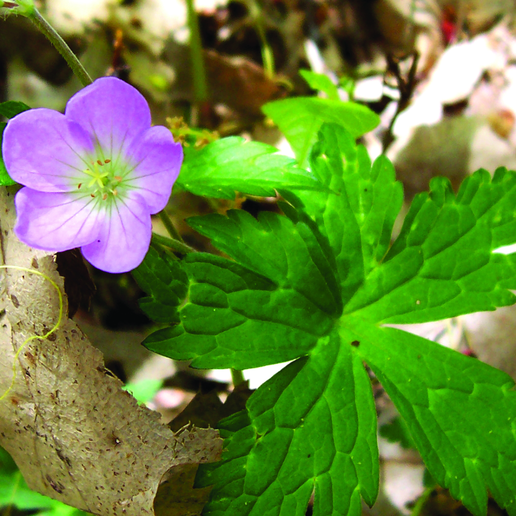 Geranium maculatum · Earth@Home: Biodiversity