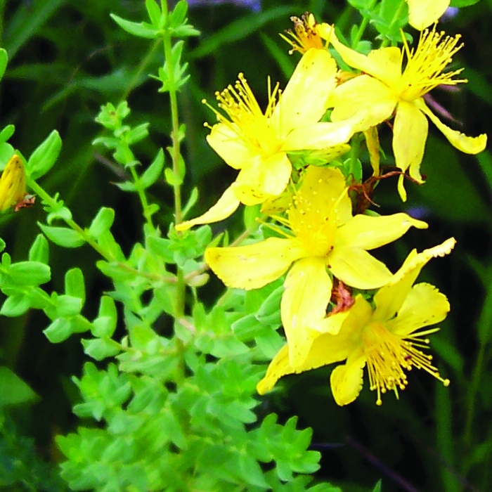Hypericum perforatum · Earth@Home: Biodiversity