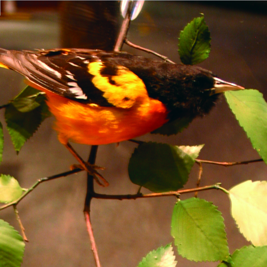 Icterus galbula · Earth@Home: Biodiversity