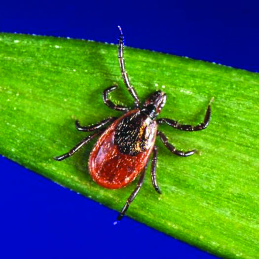 Ixodes scapularis · Earth@Home: Biodiversity