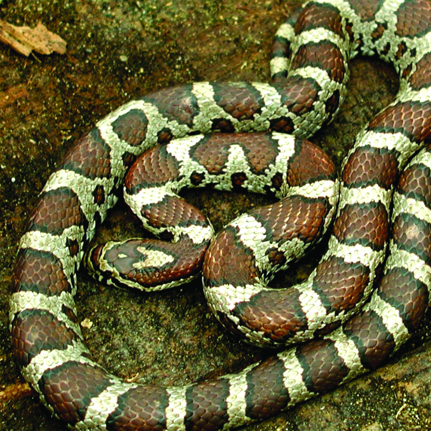 Lampropeltis triangulum triangulum · Earth@Home: Biodiversity