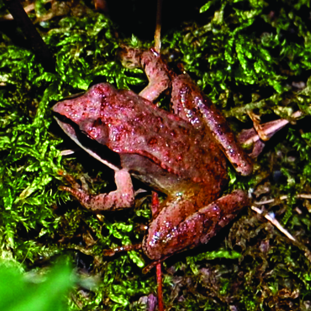 Lithobates sylvaticus · Earth@Home: Biodiversity