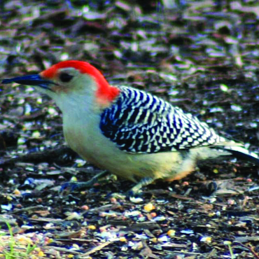 Melanerpes carolinus · Earth@Home: Biodiversity