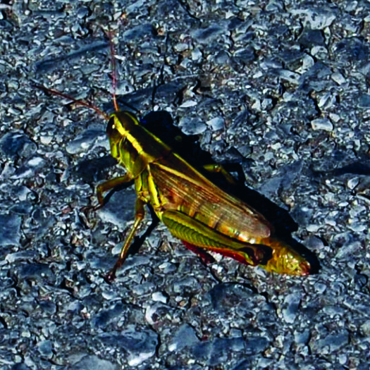 Melanoplus differentialis · Earth@Home: Biodiversity