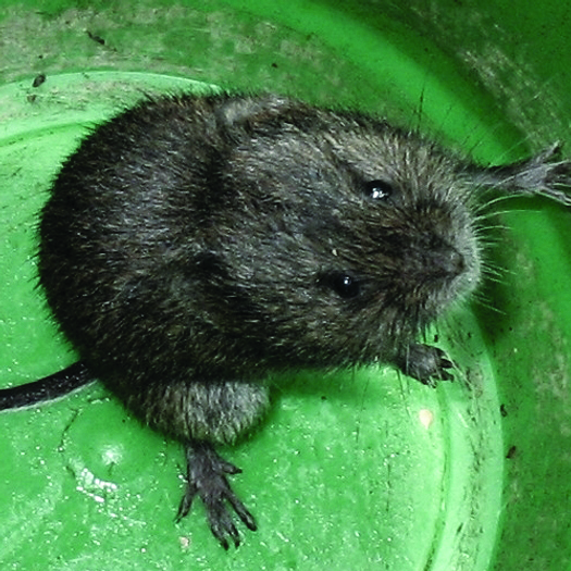 Microtus pennsylvanicus · Earth@Home: Biodiversity