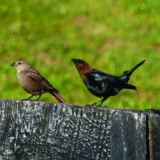 Molothrus ater · Earth@Home: Biodiversity