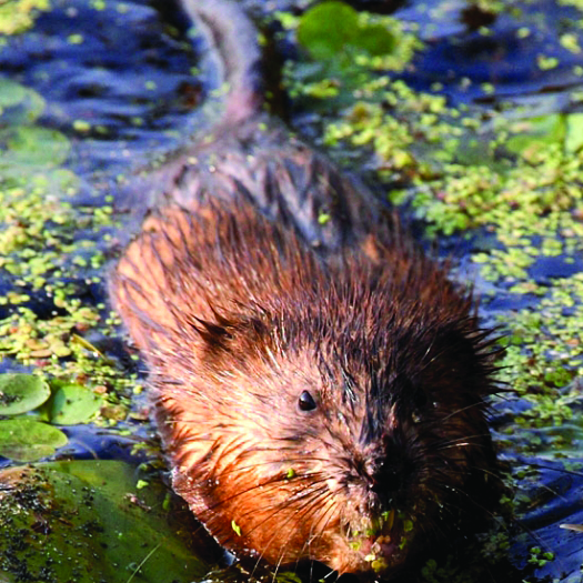 Ondatra zibethicus · Earth@Home: Biodiversity