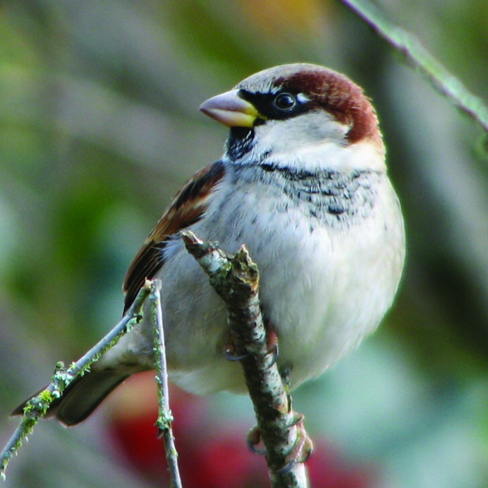 Passer domesticus · Earth@Home: Biodiversity