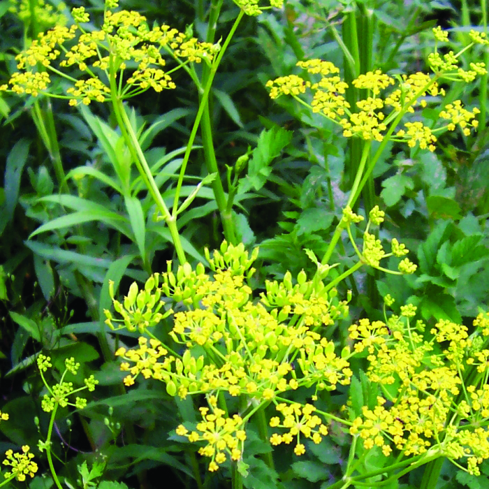 Pastinaca sativa · Earth@Home: Biodiversity