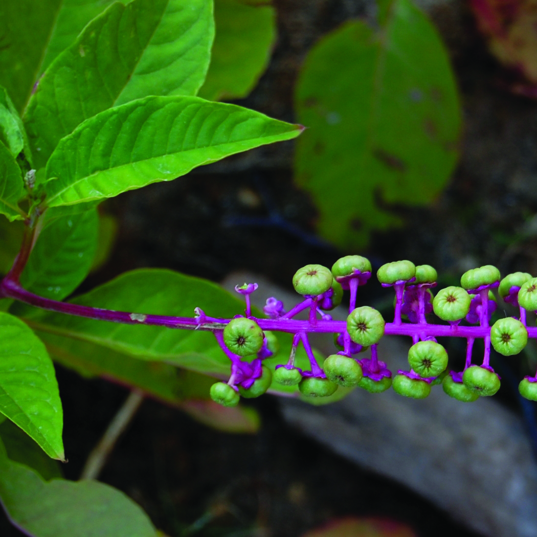 Phytolacca americana · Earth@Home: Biodiversity