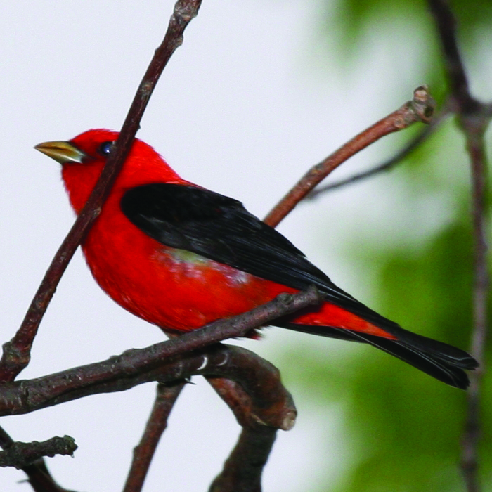 Piranga olivacea · Earth@Home: Biodiversity