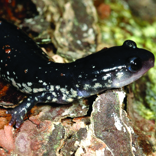 Plethodon glutinosus · Earth@Home: Biodiversity