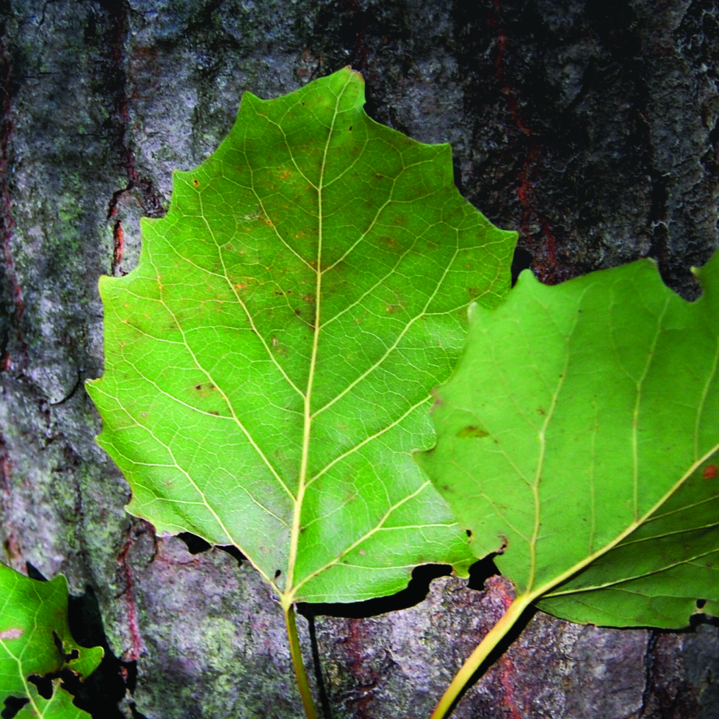Populus grandidentata · Earth@Home: Biodiversity