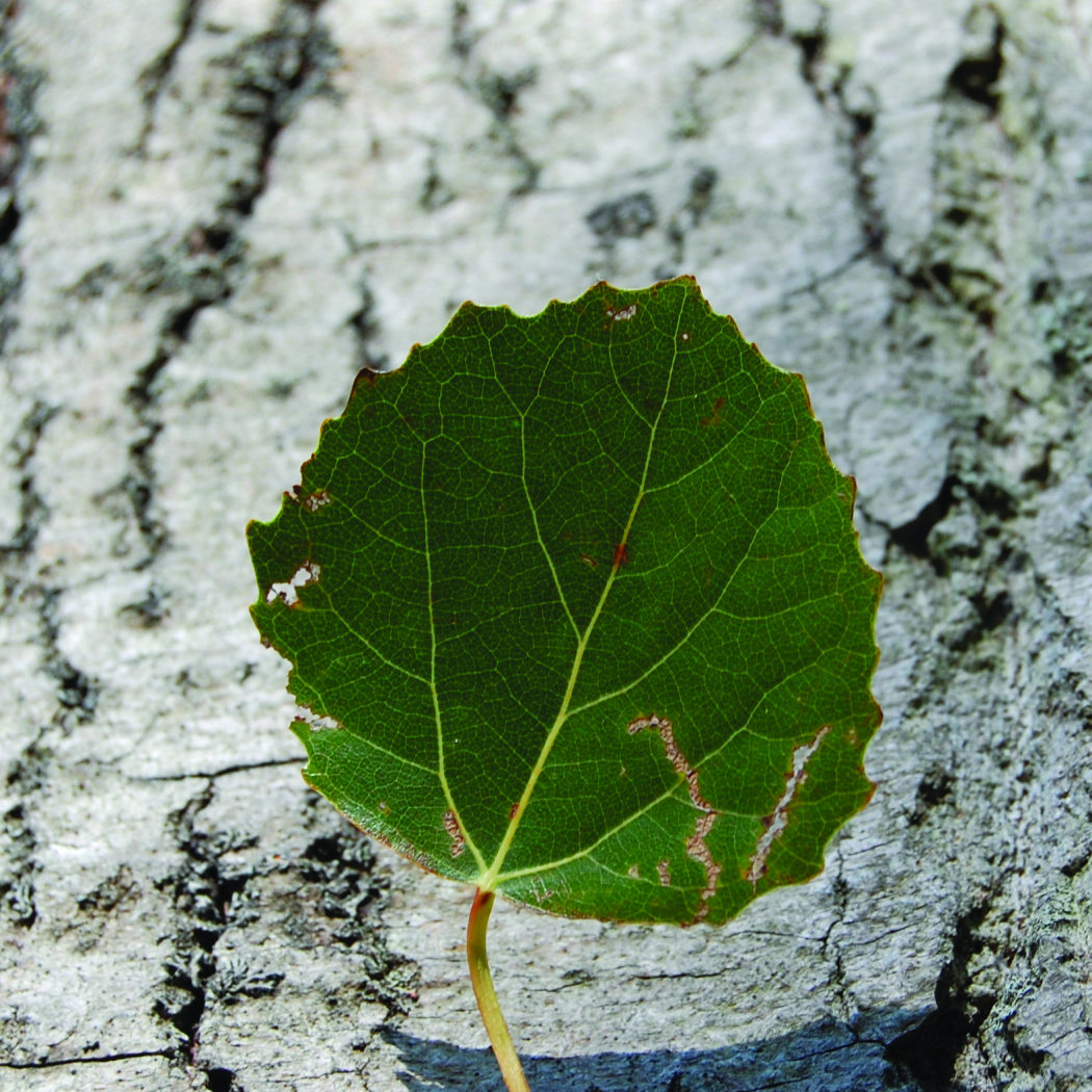 Populus tremuloides · Earth@Home: Biodiversity