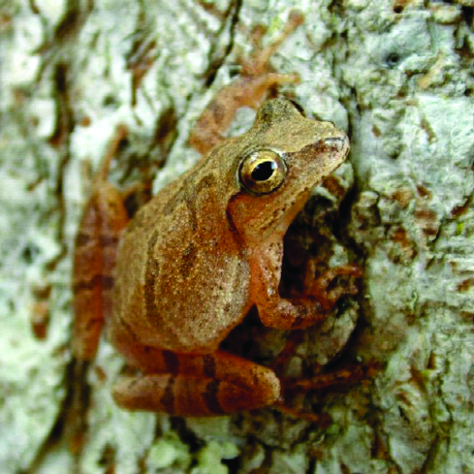 Pseudacris crucifer · Earth@Home: Biodiversity