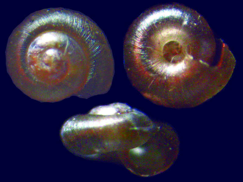 Punctum minutissimum · Earth@Home: Biodiversity