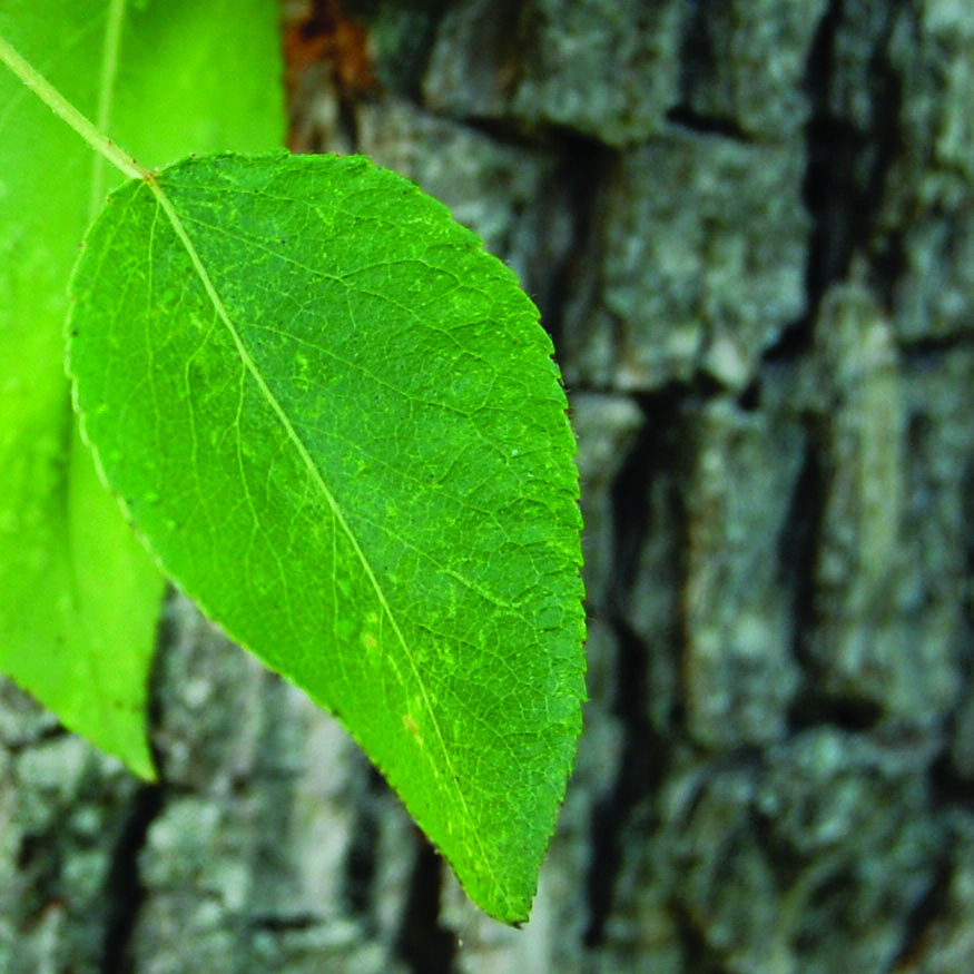 Pyrus communis · Earth@Home: Biodiversity