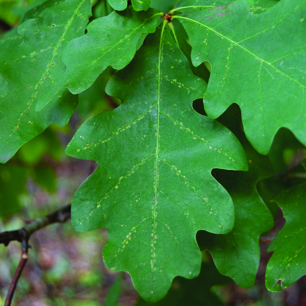 Quercus Alba White Oak Fagaceae Family Environmental White Oak | The