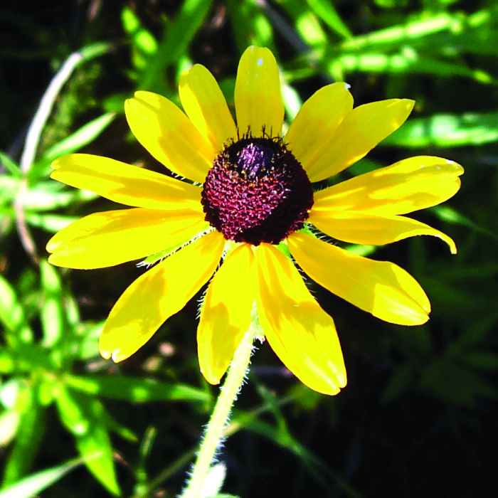 Rudbeckia hirta · Earth@Home: Biodiversity