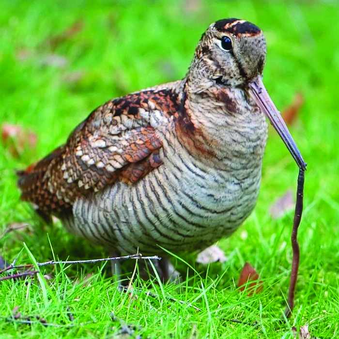 Scolopax Minor · Earth@Home: Biodiversity