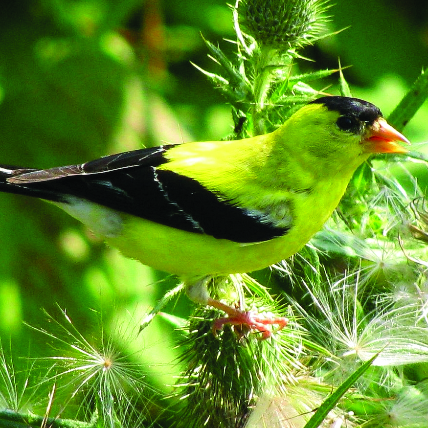 Spinus tristis · Earth@Home: Biodiversity