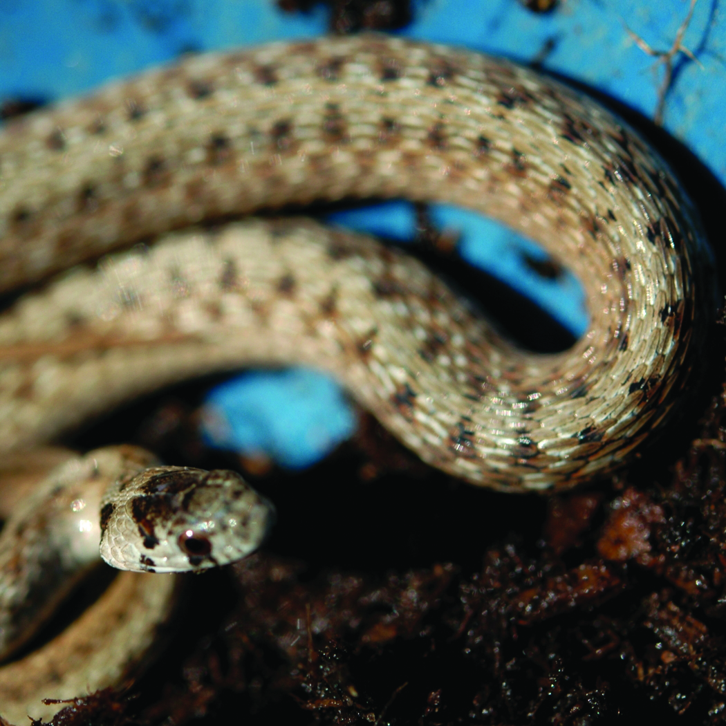 Storeria dekayi · Earth@Home: Biodiversity