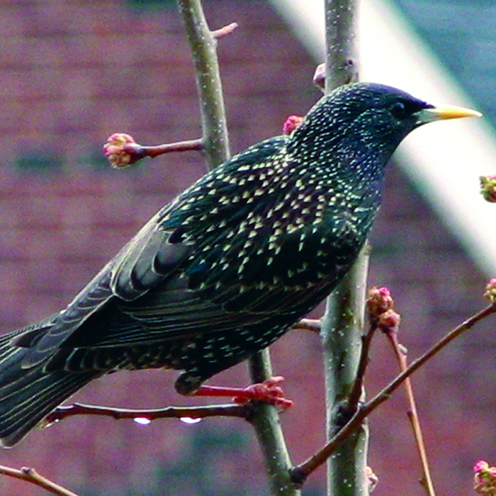 Sturnus vulgaris · Earth@Home: Biodiversity