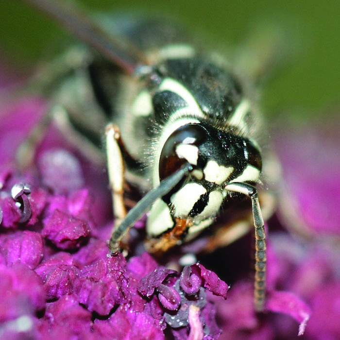 Vespula maculata · Earth@Home: Biodiversity
